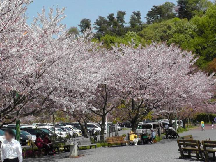 知恵の輪 松山総合公園の桜01
