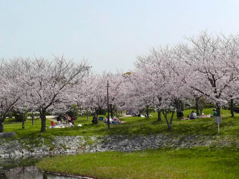 知恵の輪 福徳泉公園の桜08